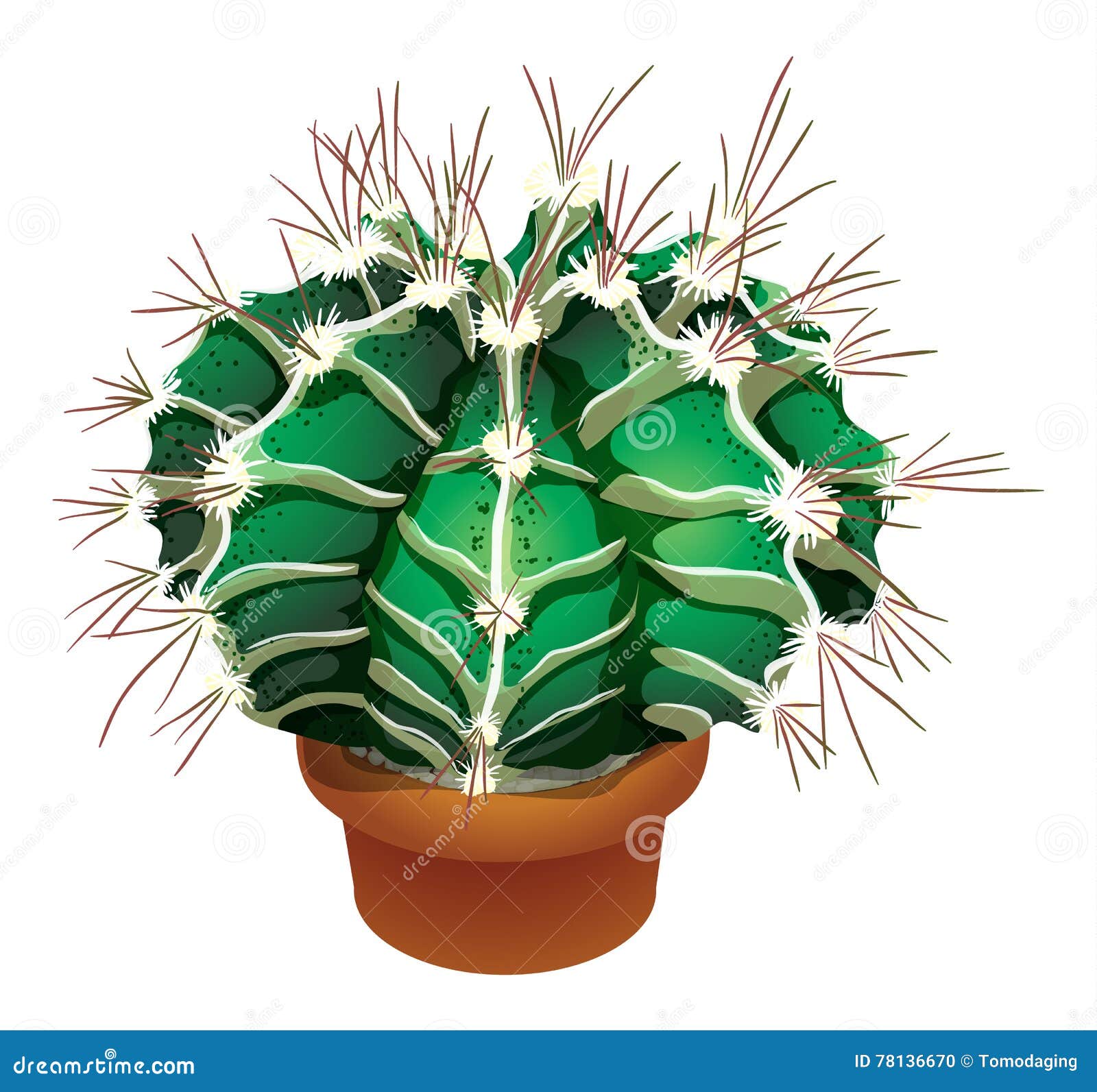 Realistic Cactus Illustration Stock Vector - Illustration of succulent ...