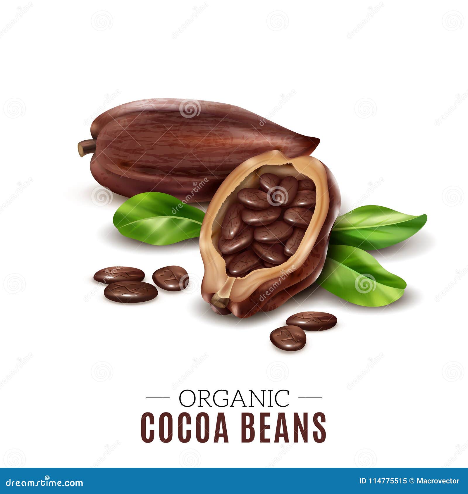 Realistic Cocoa Composition Stock Vector - Illustration of cacao ...