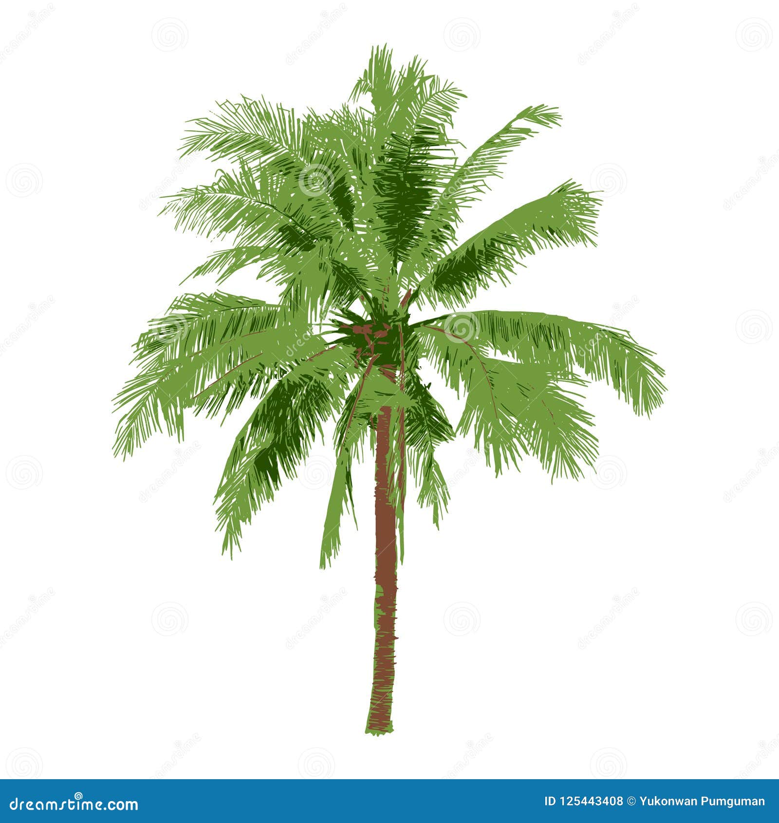 Realistic Coconut Tree, Natural Palm Illustration, Vector Summer Stock ...