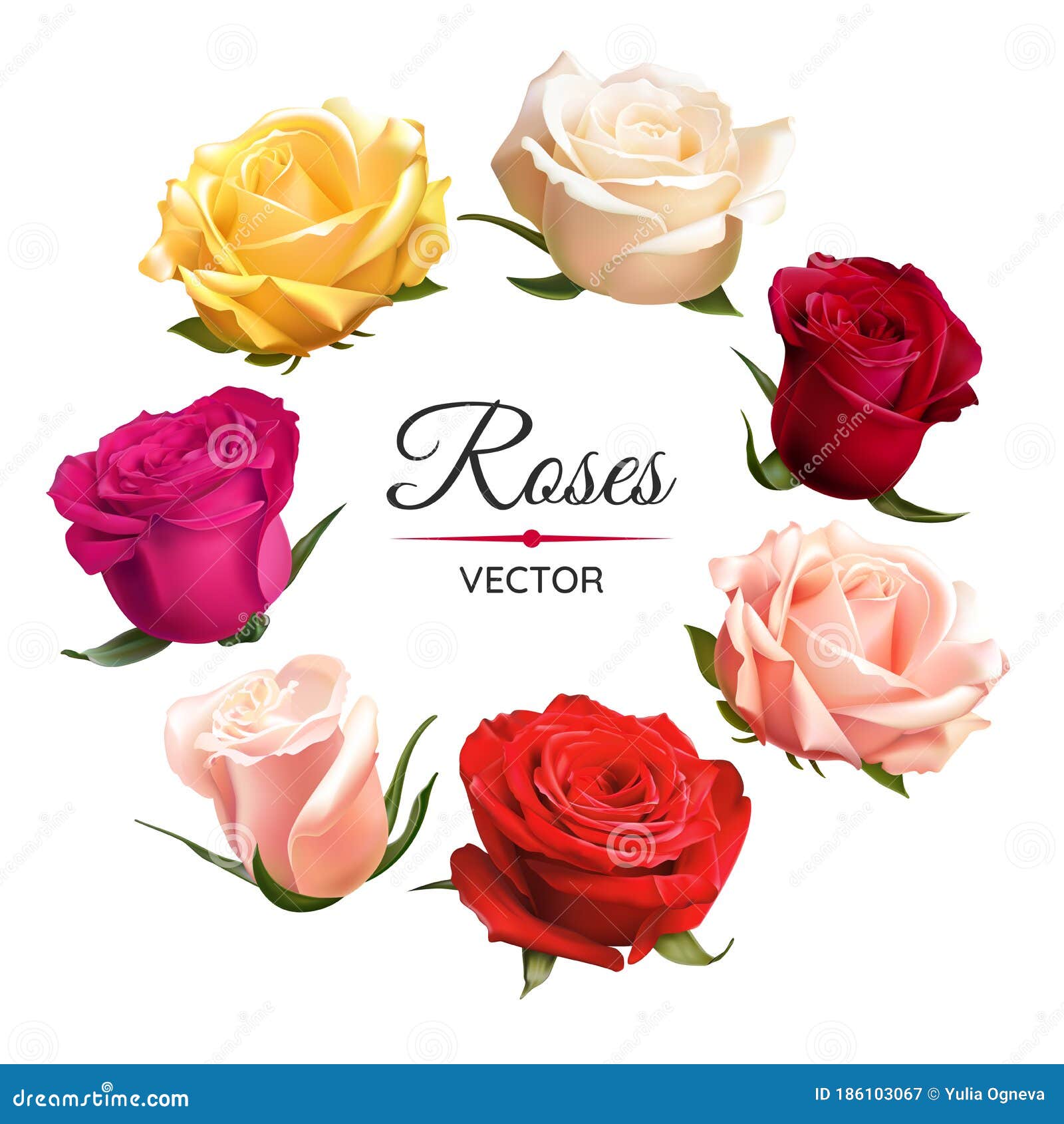 Realistic Color Roses Isolated on White Background. Stock Vector ...