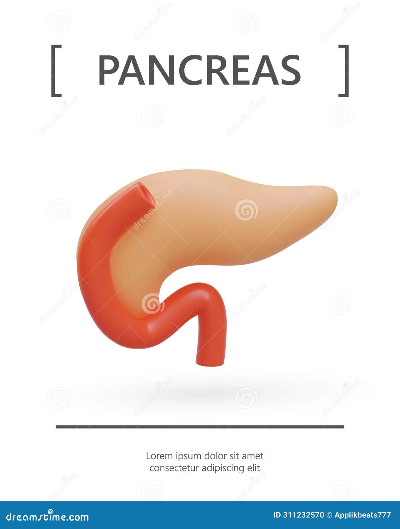 Realistic Pancreas. Secretion Of Pancreatic Juice, Insulin Vector ...