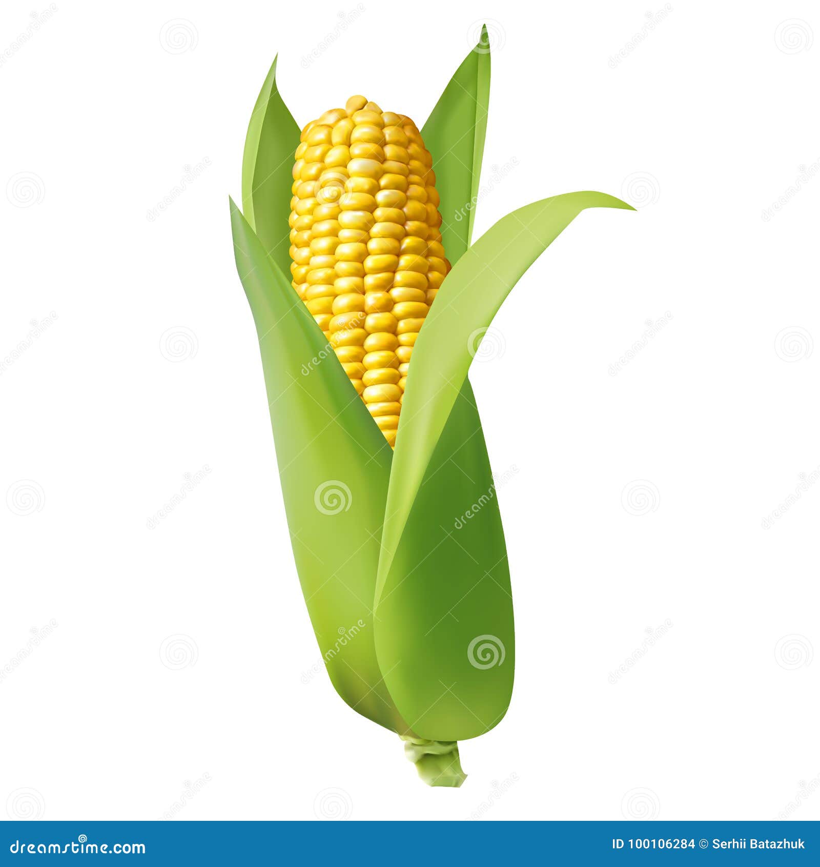 Realistic Corn Transparent Set Vector Illustration | CartoonDealer.com ...