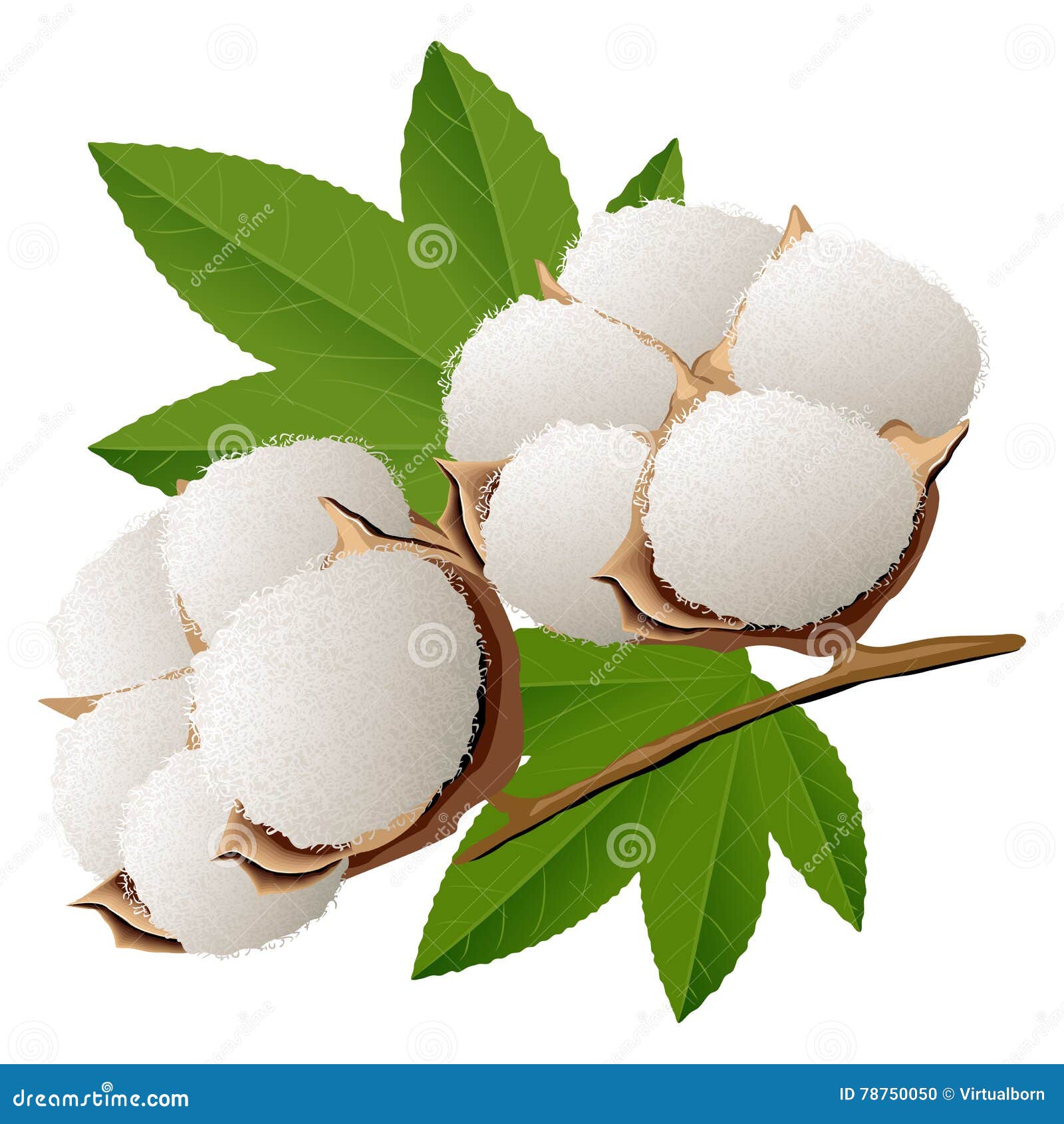 Realistic cotton branch stock vector. Illustration of clothes - 78750050