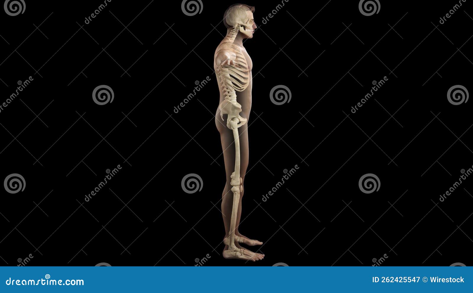 Realistic 3d Graphic Visualization of the Skeleton of a Human Body with ...