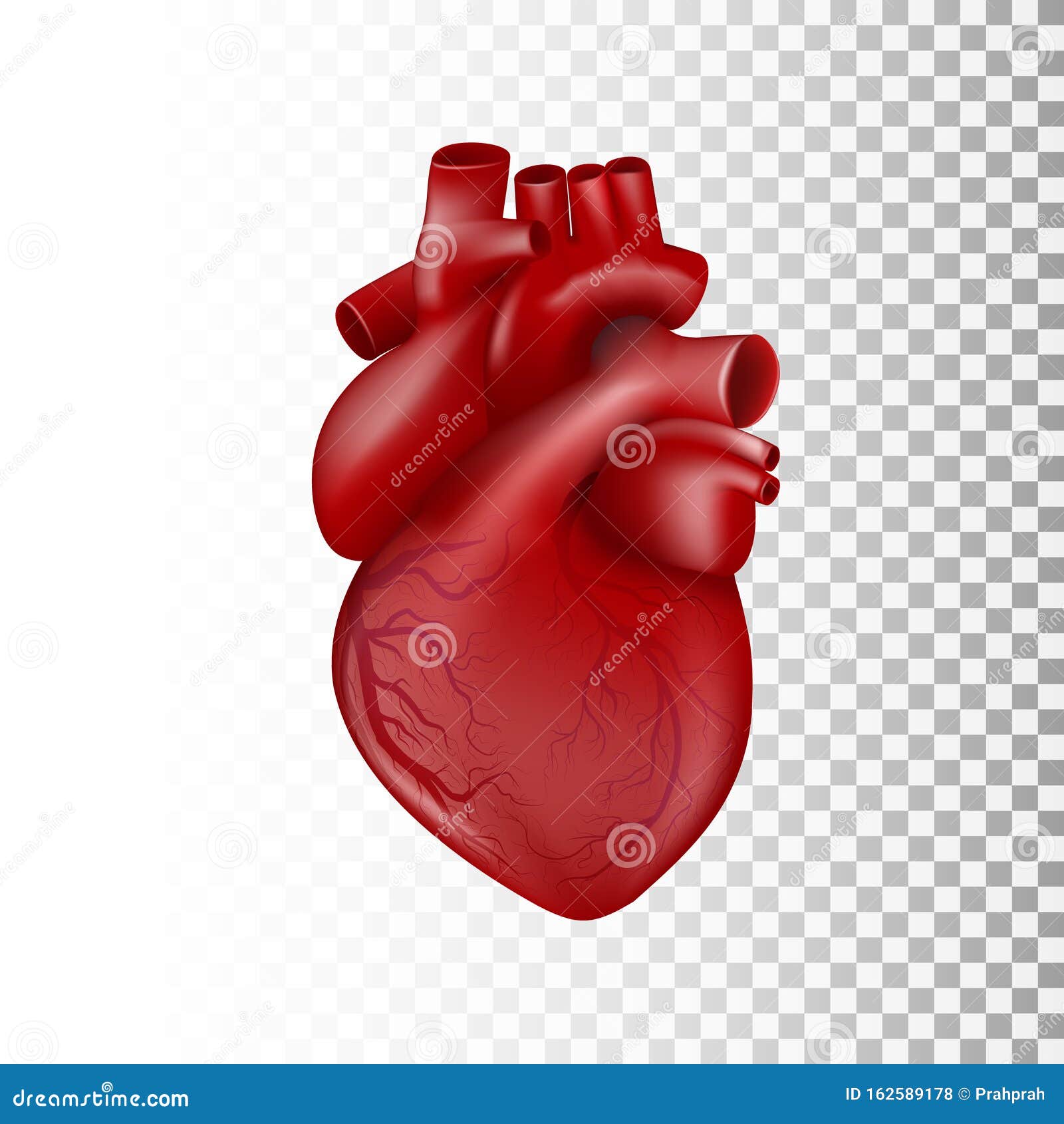 Realistic 3D Human Heart With Venous System Stock Photography ...