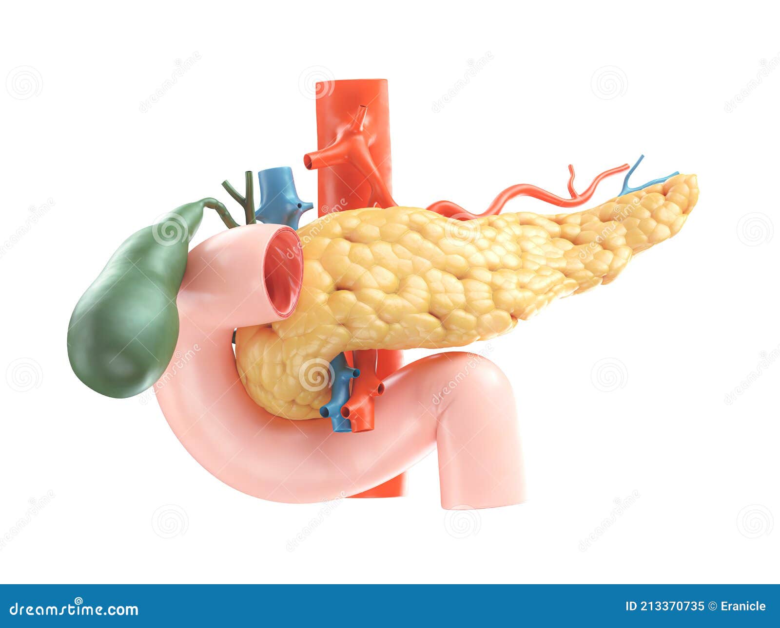 Realistic 3d Illustration of Human Pancreas with Gallbladder, Duodenum ...