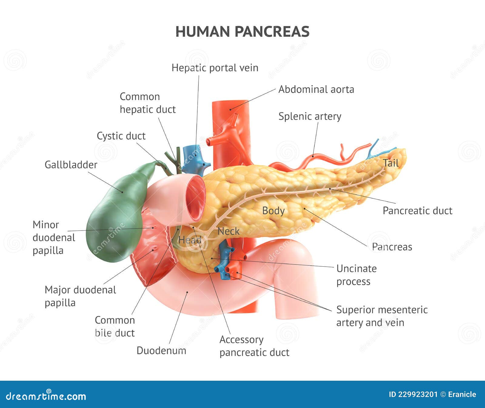 Realistic 3d Illustration of Human Pancreas with Gallbladder, Duodenum ...