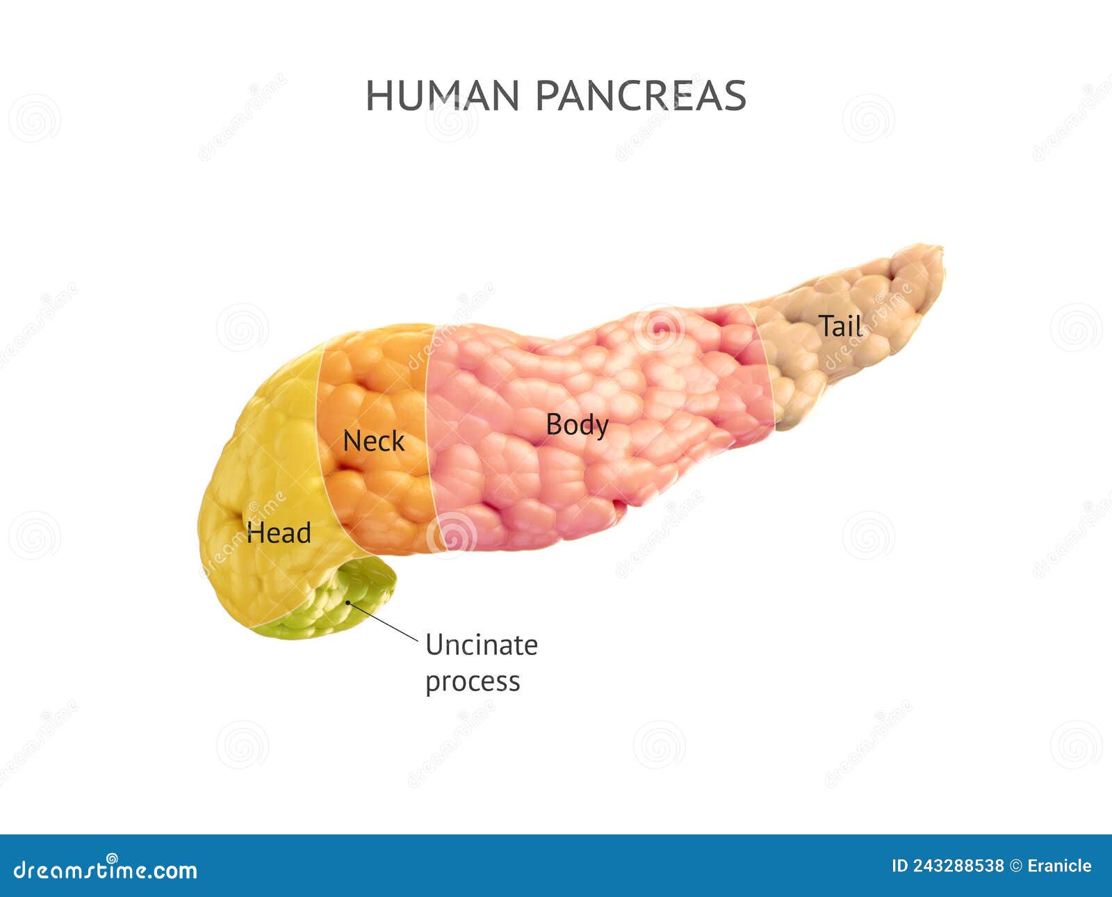 Realistic 3d Illustration of Human Pancreas Isolated on White Stock ...
