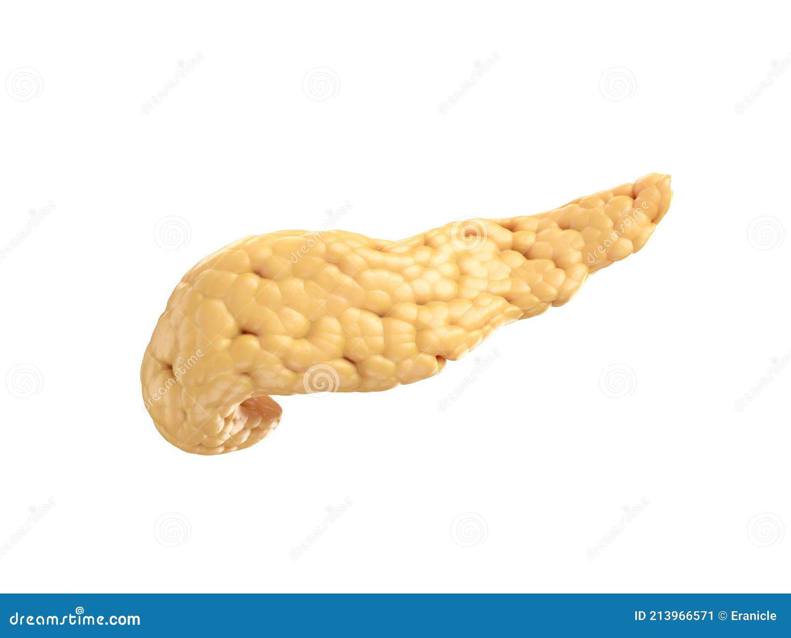 Realistic 3d Illustration of Human Pancreas Isolated on White Stock ...