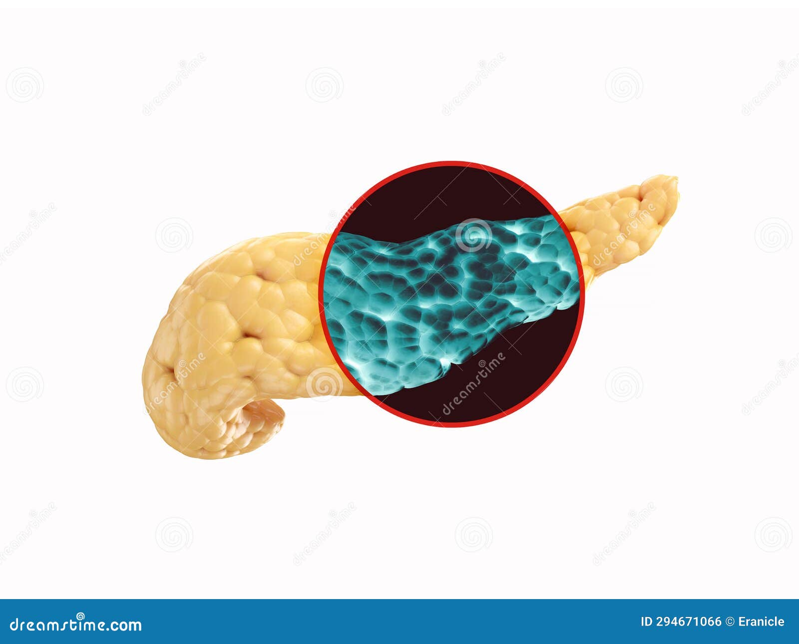 Realistic 3d Illustration of Human Pancreas Isolated on White Stock ...