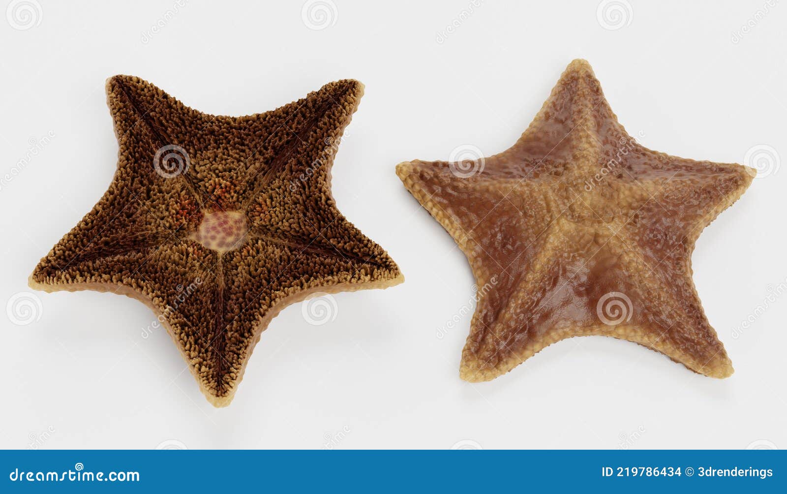 3D Render of Bat Starfish stock illustration. Illustration of miniata ...