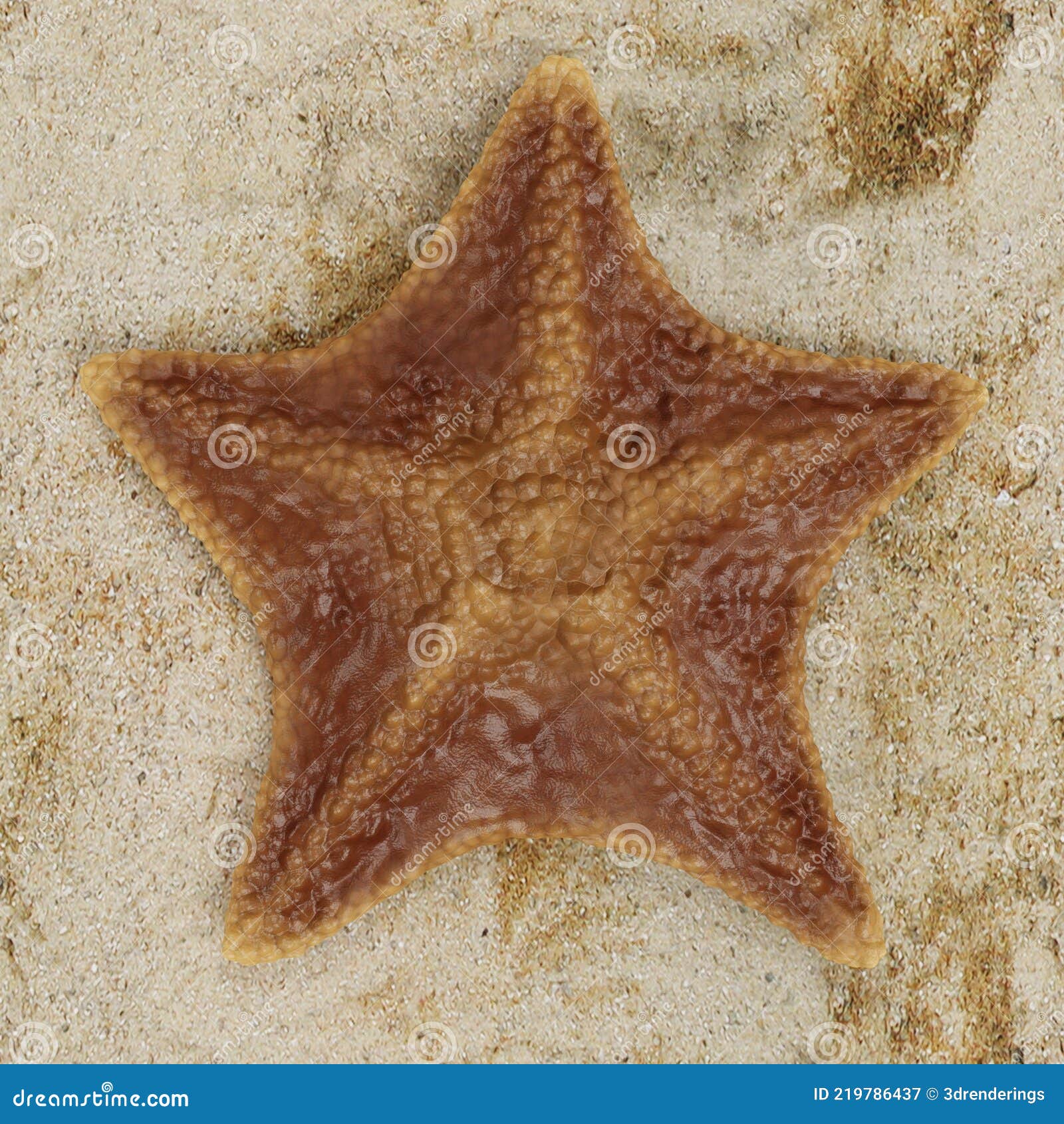 3D Render of Bat Starfish stock illustration. Illustration of beach ...