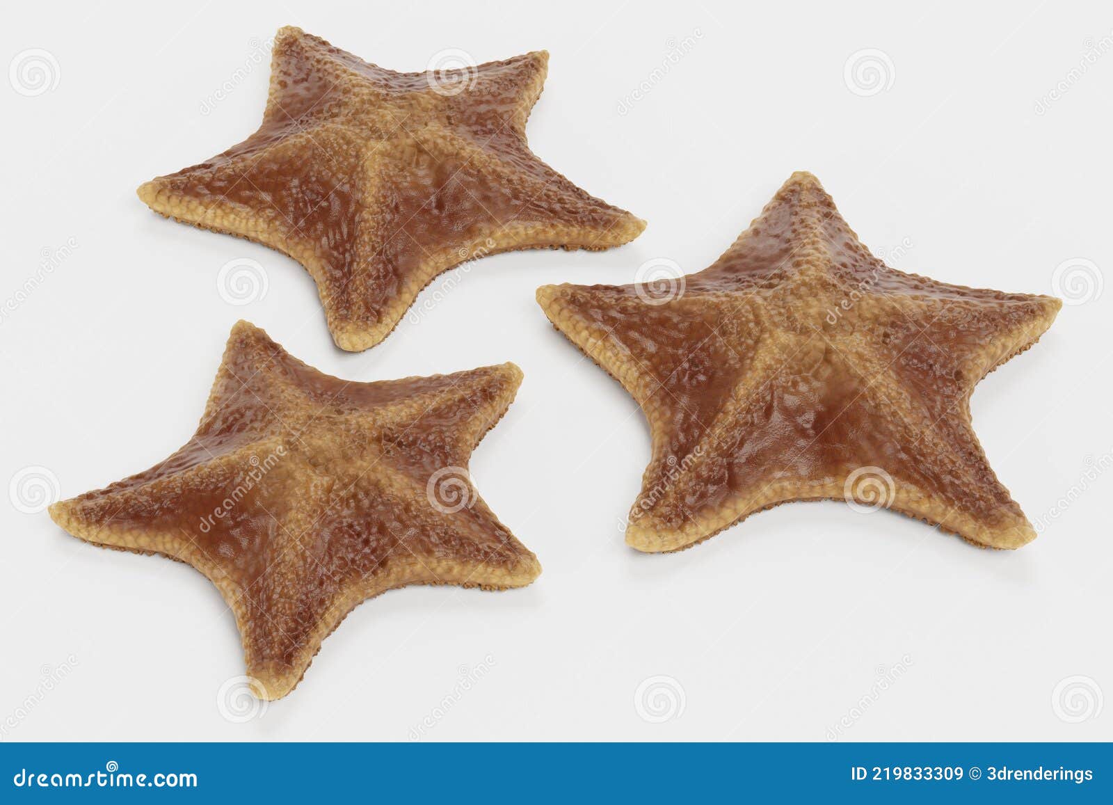 3D Render of Bat Starfish stock illustration. Illustration of starfish ...