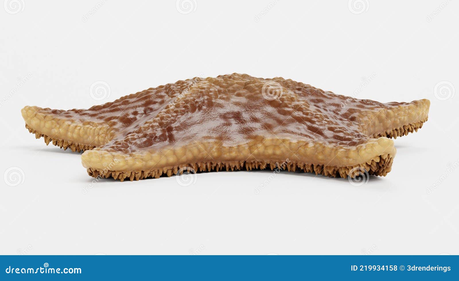 3D Render of Bat Starfish stock photo. Image of miniata - 219934158