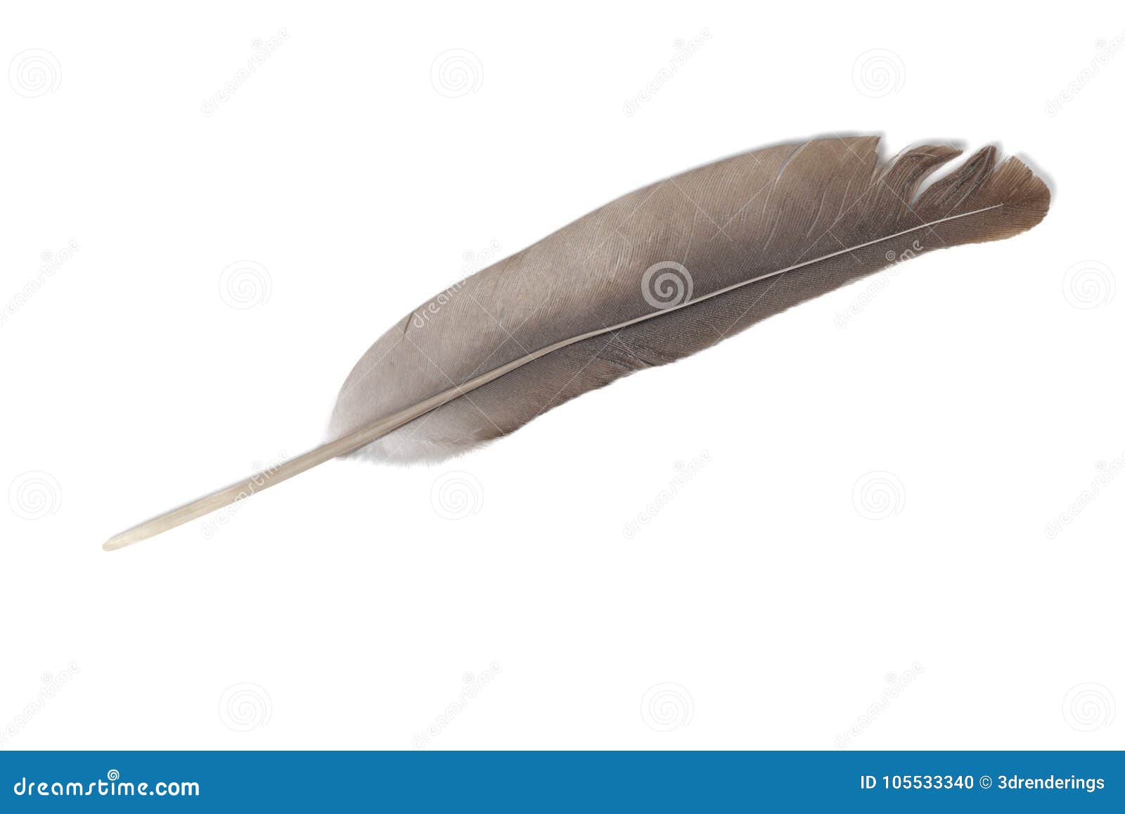 3d render of bird feather stock illustration. Illustration of scroll ...