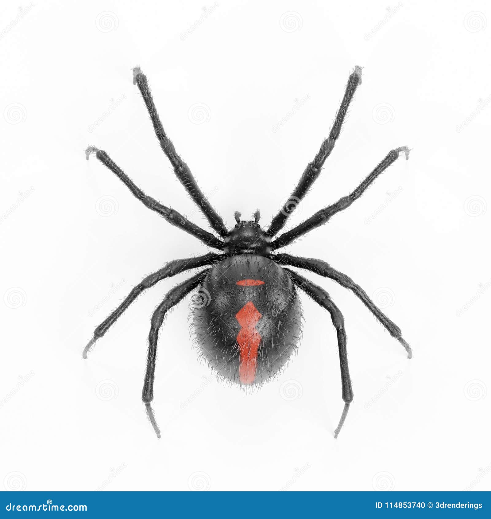 3d Render Of Spider Royalty-Free Stock Photography | CartoonDealer.com ...