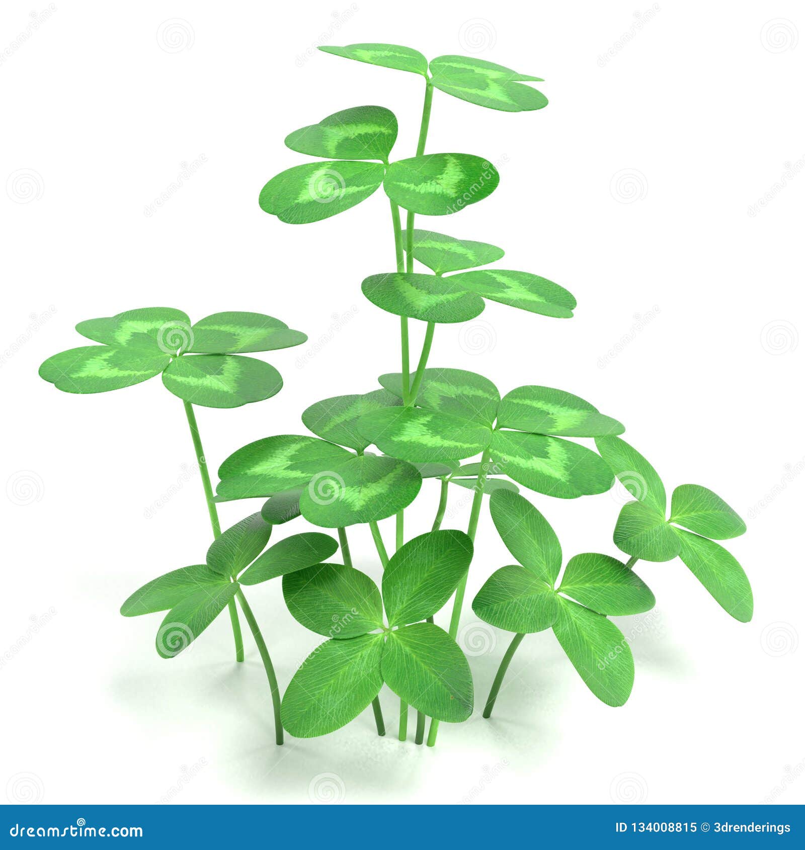 Clover Plant stock illustration. Illustration of trefoil - 134008815