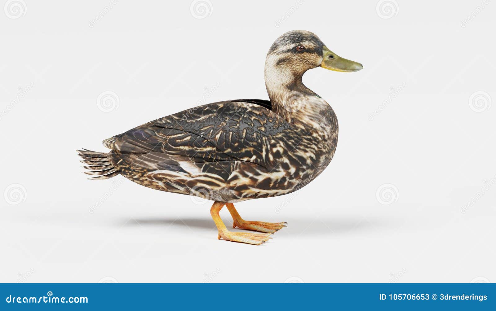 3D Render of Duck stock illustration. Illustration of animal - 105706653