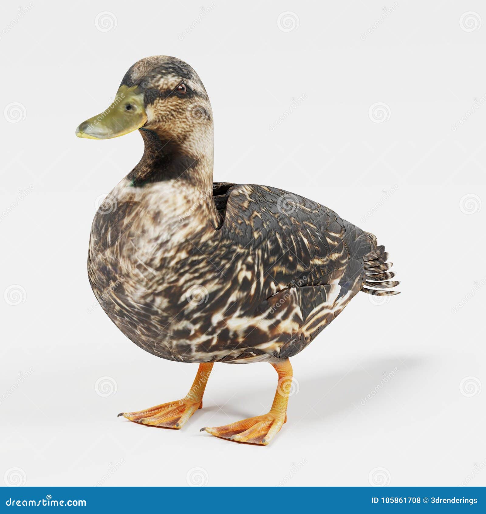 3D Render of Duck stock illustration. Illustration of anas - 105861708