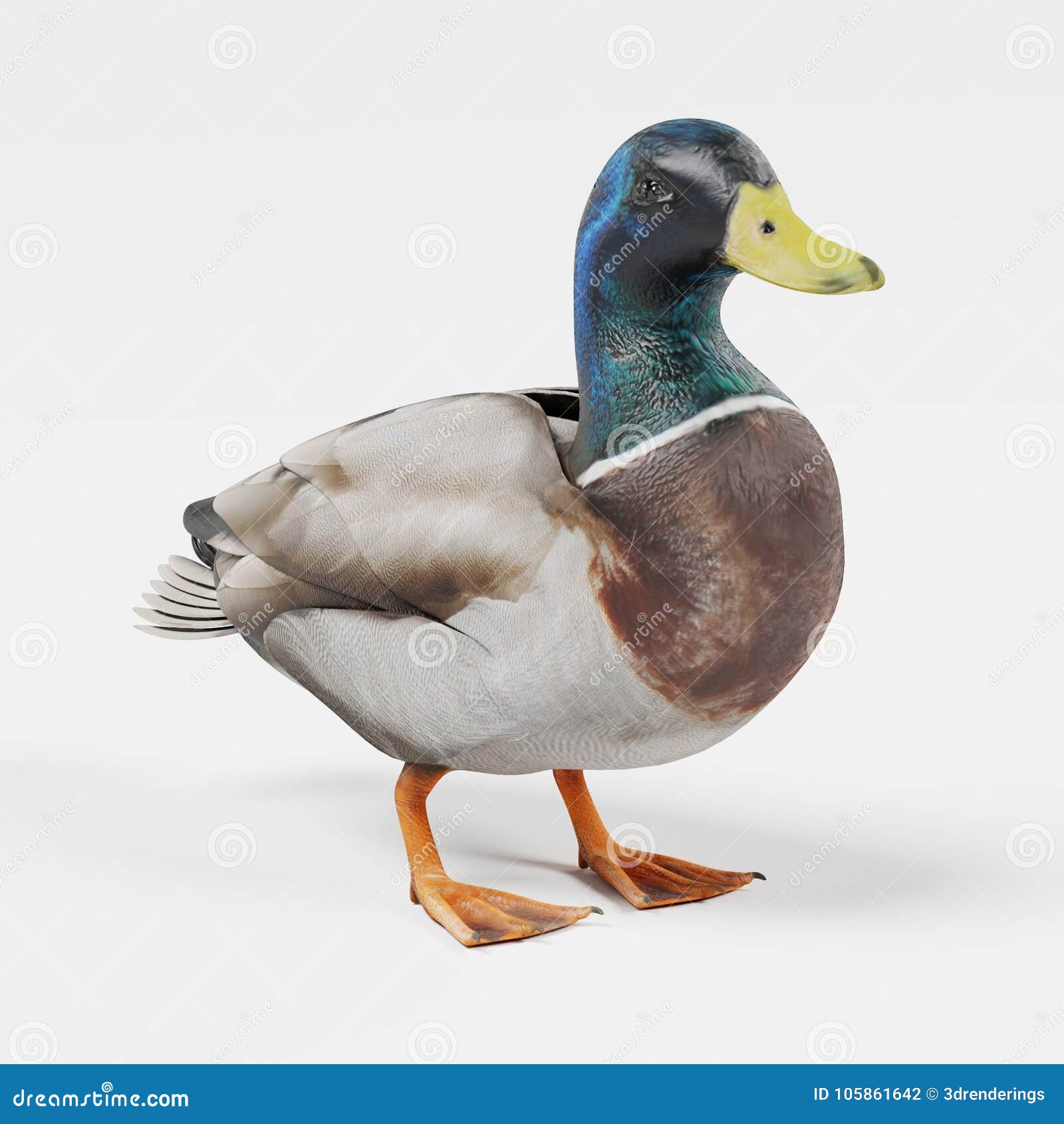 3D Render of Duck stock illustration. Illustration of wild - 105861642