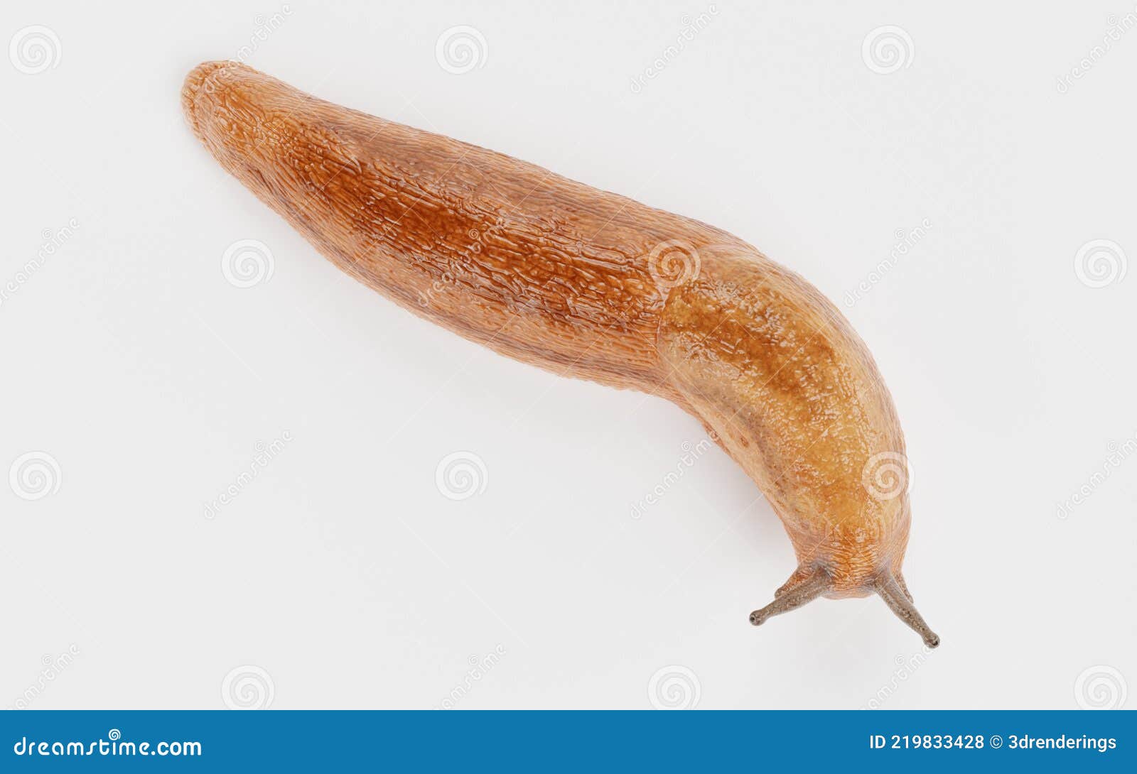 3D Render of Dusky Arion - Slug Stock Illustration - Illustration of ...