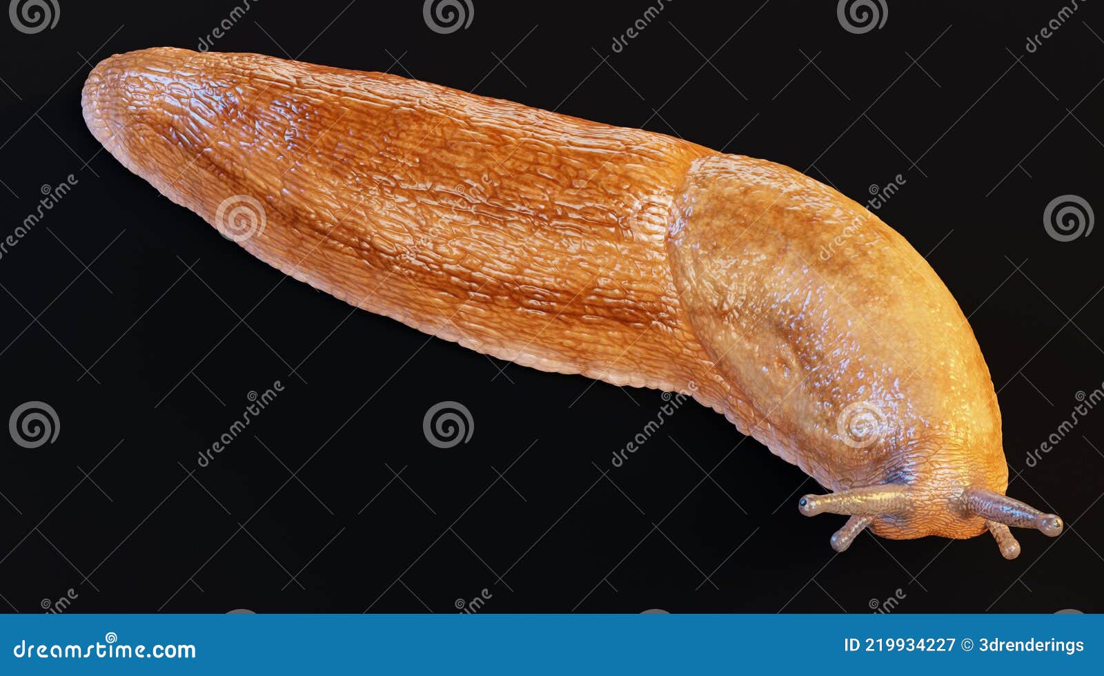 3D Render of Dusky Arion - Slug Stock Image - Image of gastropod ...