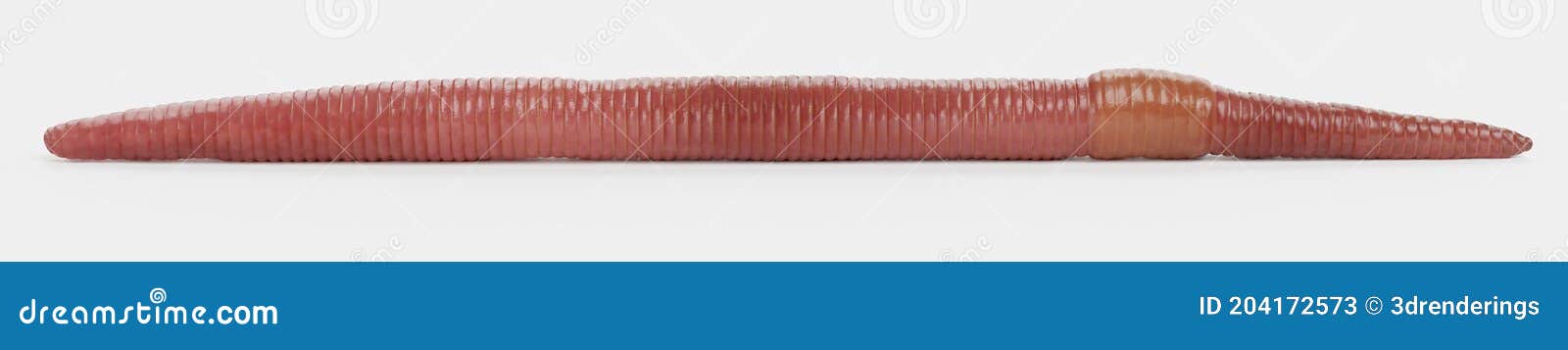 3D Render of Earthworm stock illustration. Illustration of animal ...