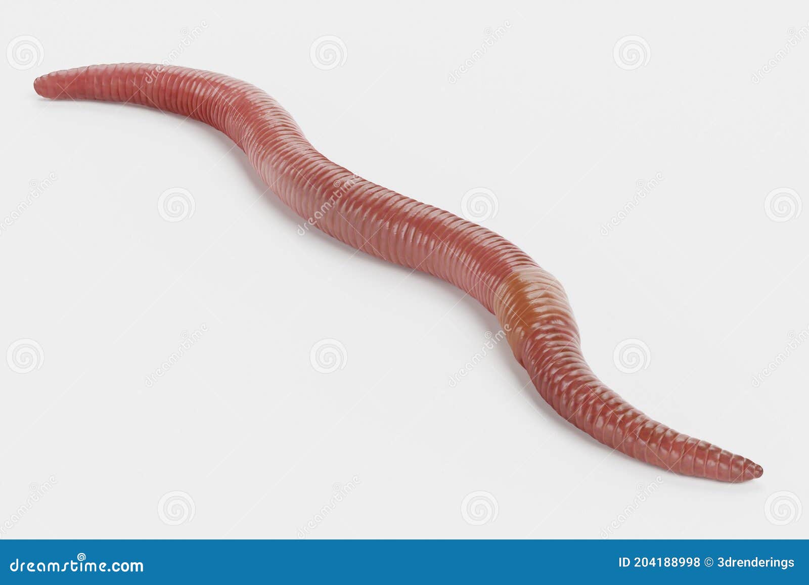 3D Render of Earthworm stock illustration. Illustration of worm - 204188998