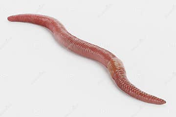 3D Render of Earthworm stock illustration. Illustration of worm - 204188998