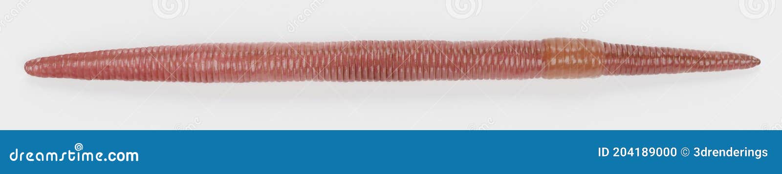 3D Render of Earthworm stock illustration. Illustration of nature ...