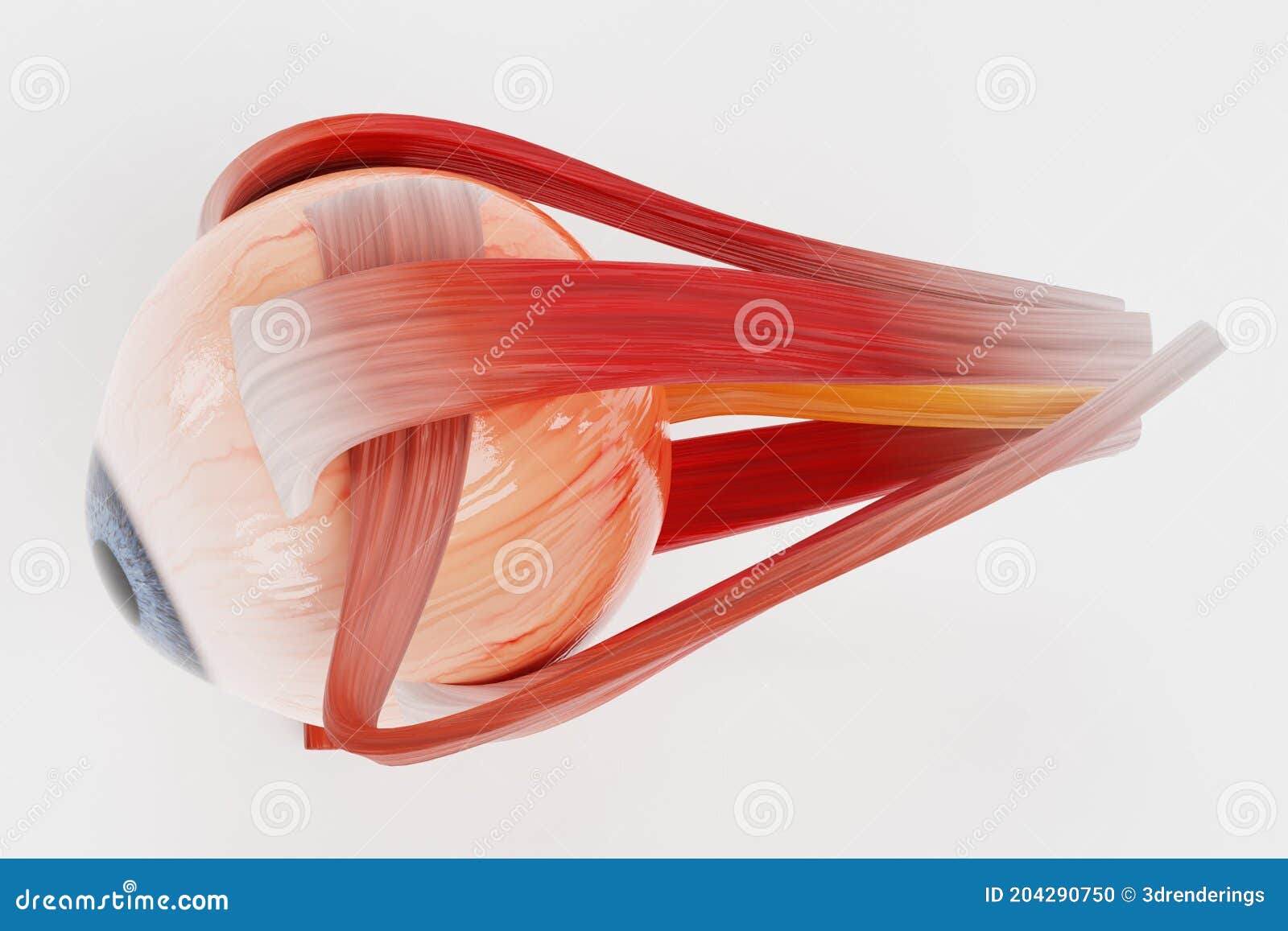 3D Render of Eye Muscles Model Stock Illustration - Illustration of ...
