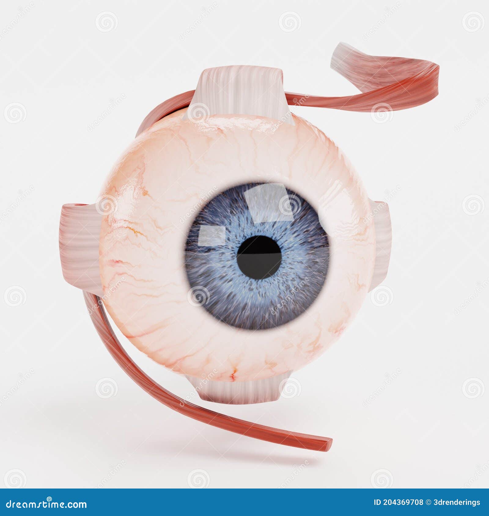 3D Render of Eye Muscles Model Stock Illustration - Illustration of ...