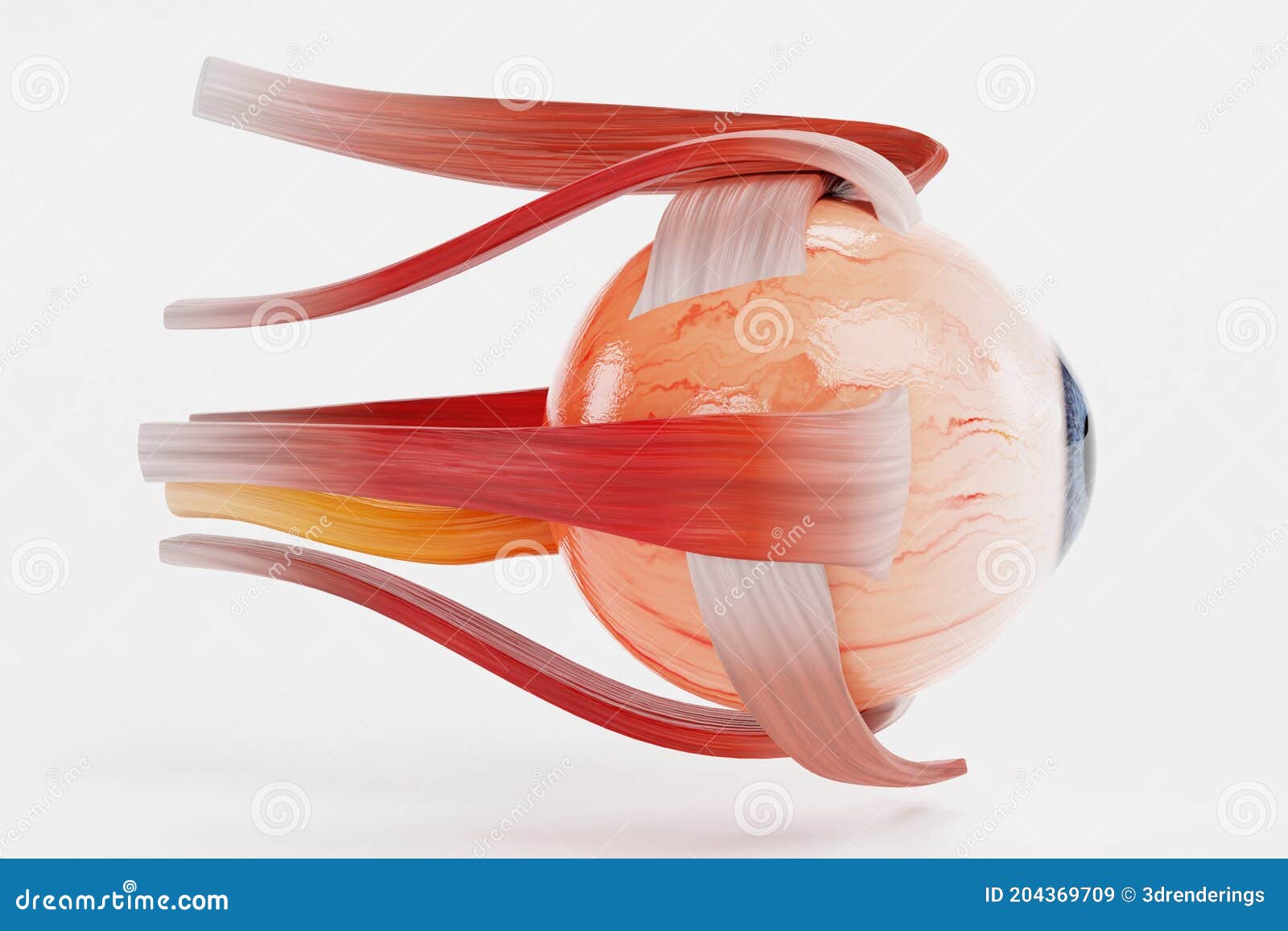 3D Render of Eye Muscles Model Stock Illustration - Illustration of ...