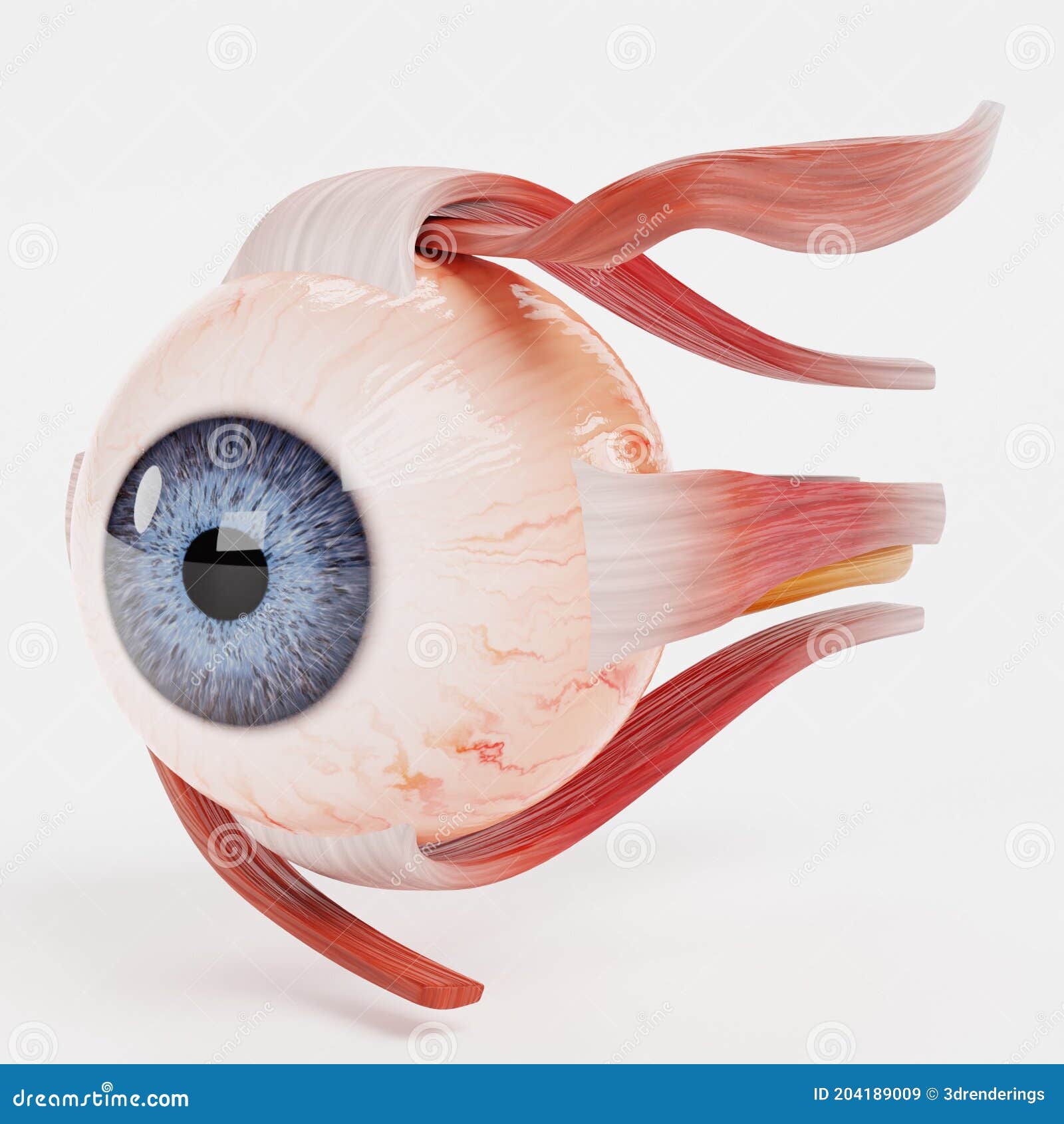 3D Render of Eye Muscles Model Stock Illustration - Illustration of ...