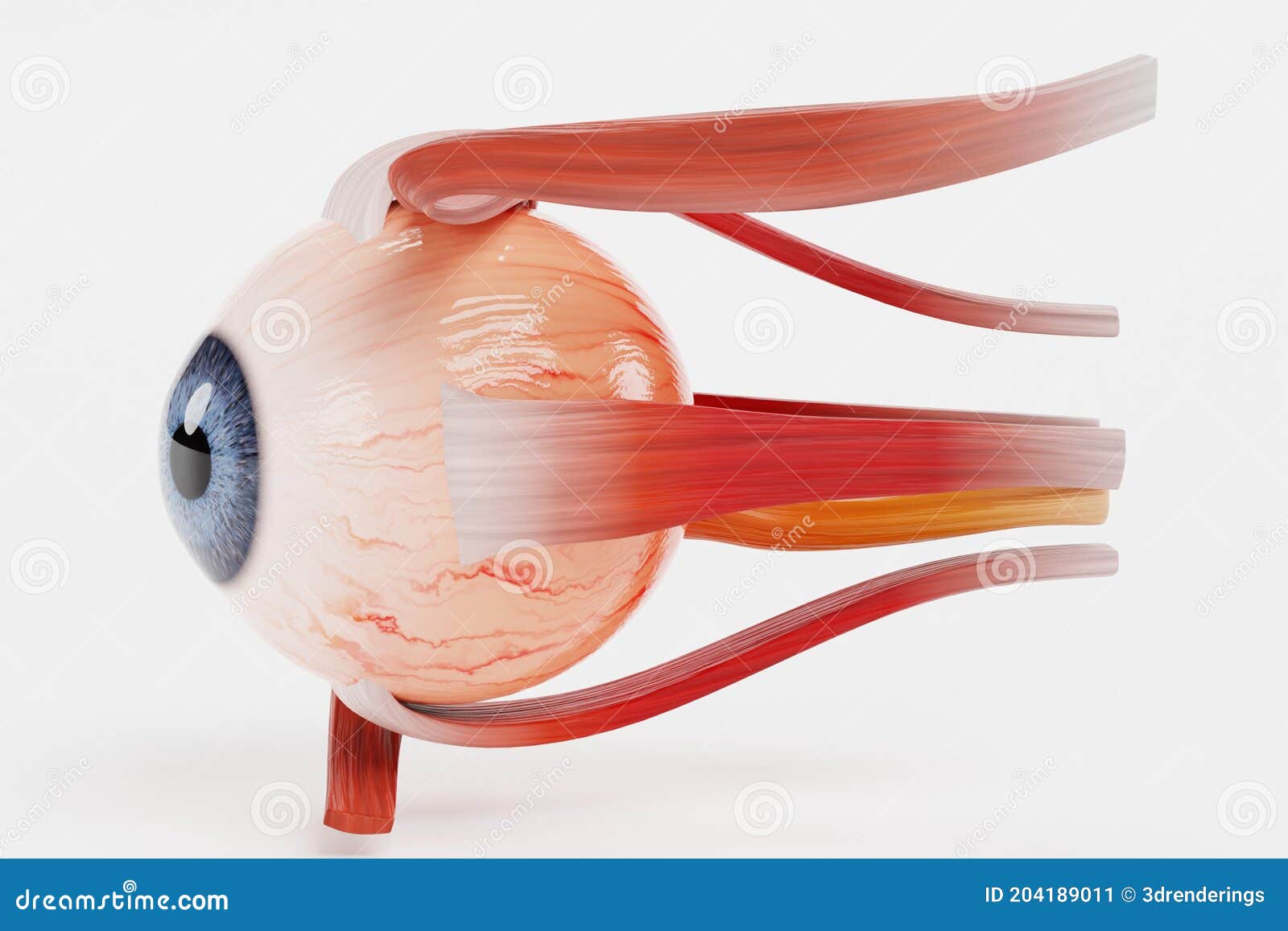 3D Render of Eye Muscles Model Stock Illustration - Illustration of ...