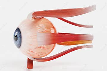 3D Render of Eye Muscles Model Stock Illustration - Illustration of ...