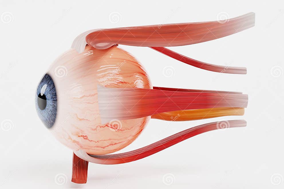 3D Render of Eye Muscles Model Stock Illustration - Illustration of ...