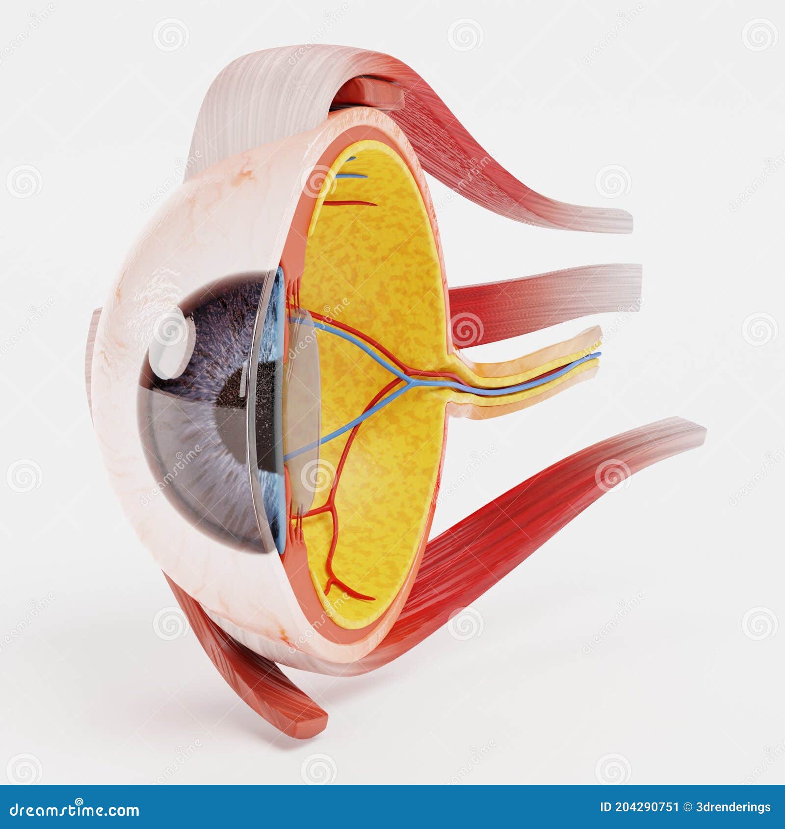 3D Render of Eye Section stock illustration. Illustration of lens ...