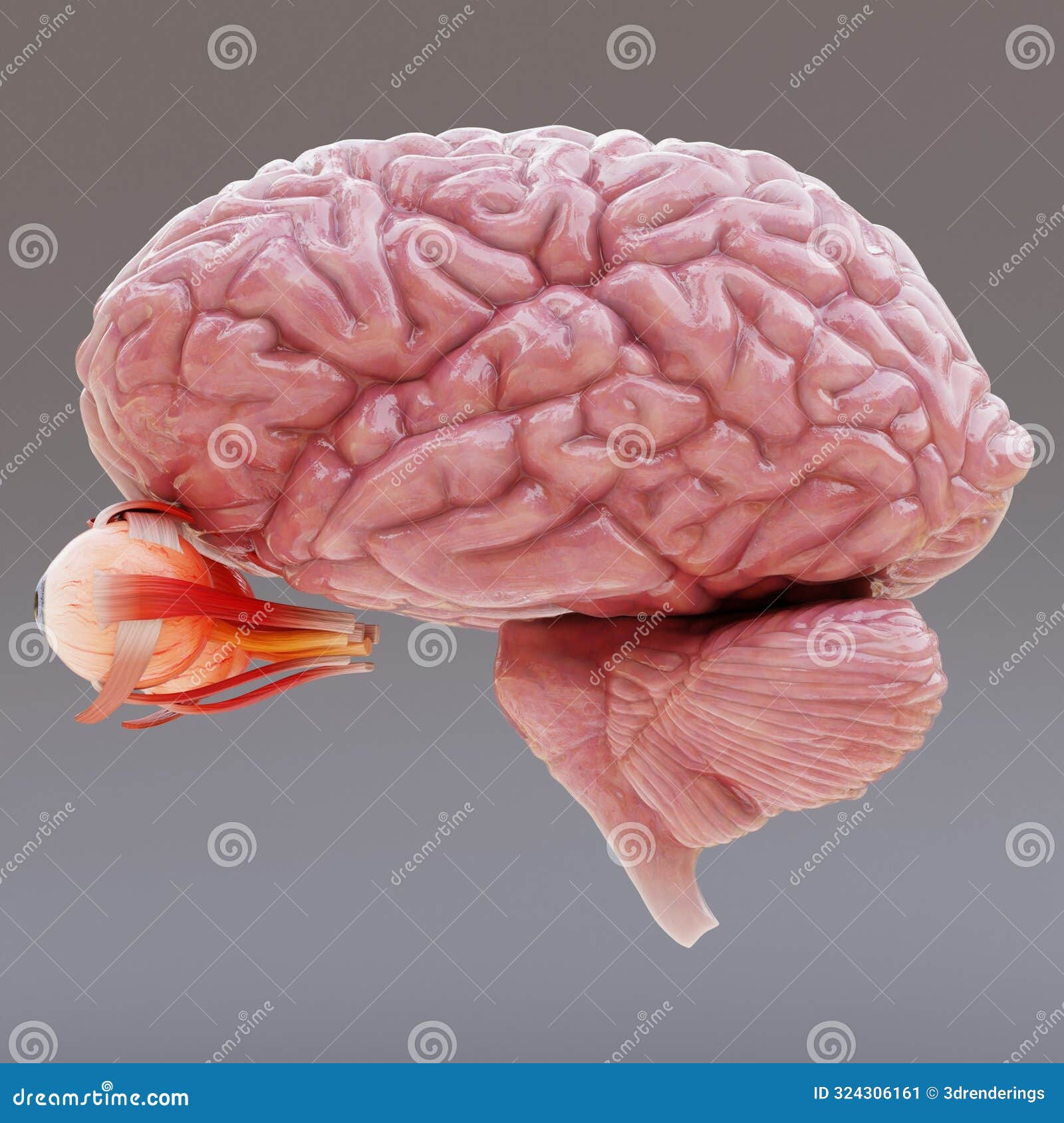 3D Render of Eyes with Brain Stock Illustration - Illustration of ...