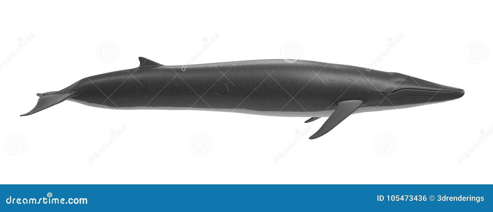 Finback Whale Icon Isolated On White Background Cartoon Realistic Whale ...