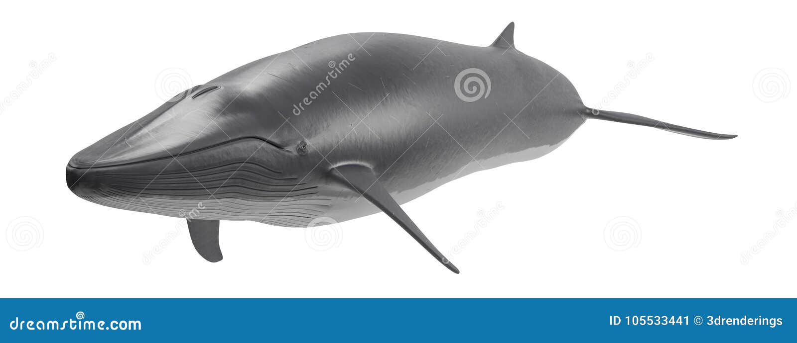 3D Render of Fin Whale stock illustration. Illustration of aquatic ...