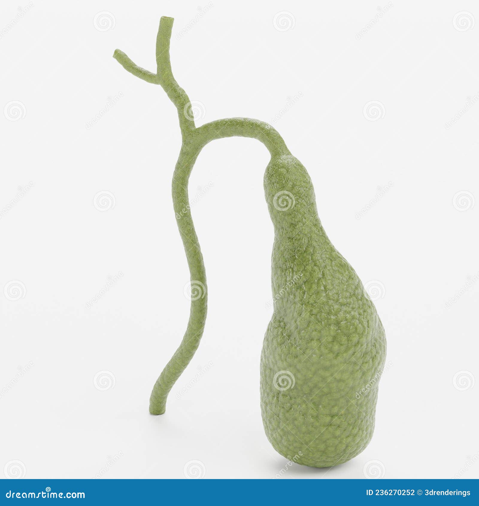 Gallbladder Cross Section Real Human Anatomy - On Blue Background ...