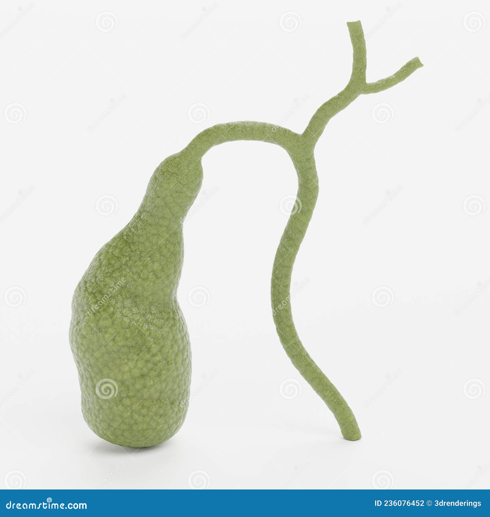 Gallbladder Cross Section Real Human Anatomy - On Blue Background ...