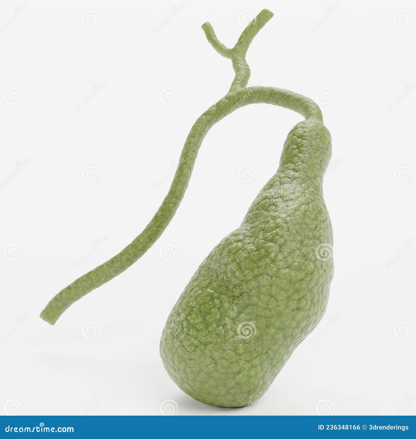 Gallbladder Cross Section Real Human Anatomy - Isolated On White ...