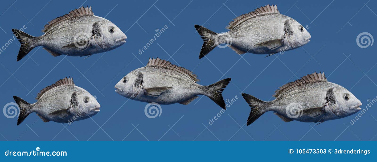 3D Render of Gilthead Bream Fish Stock Illustration - Illustration of ...