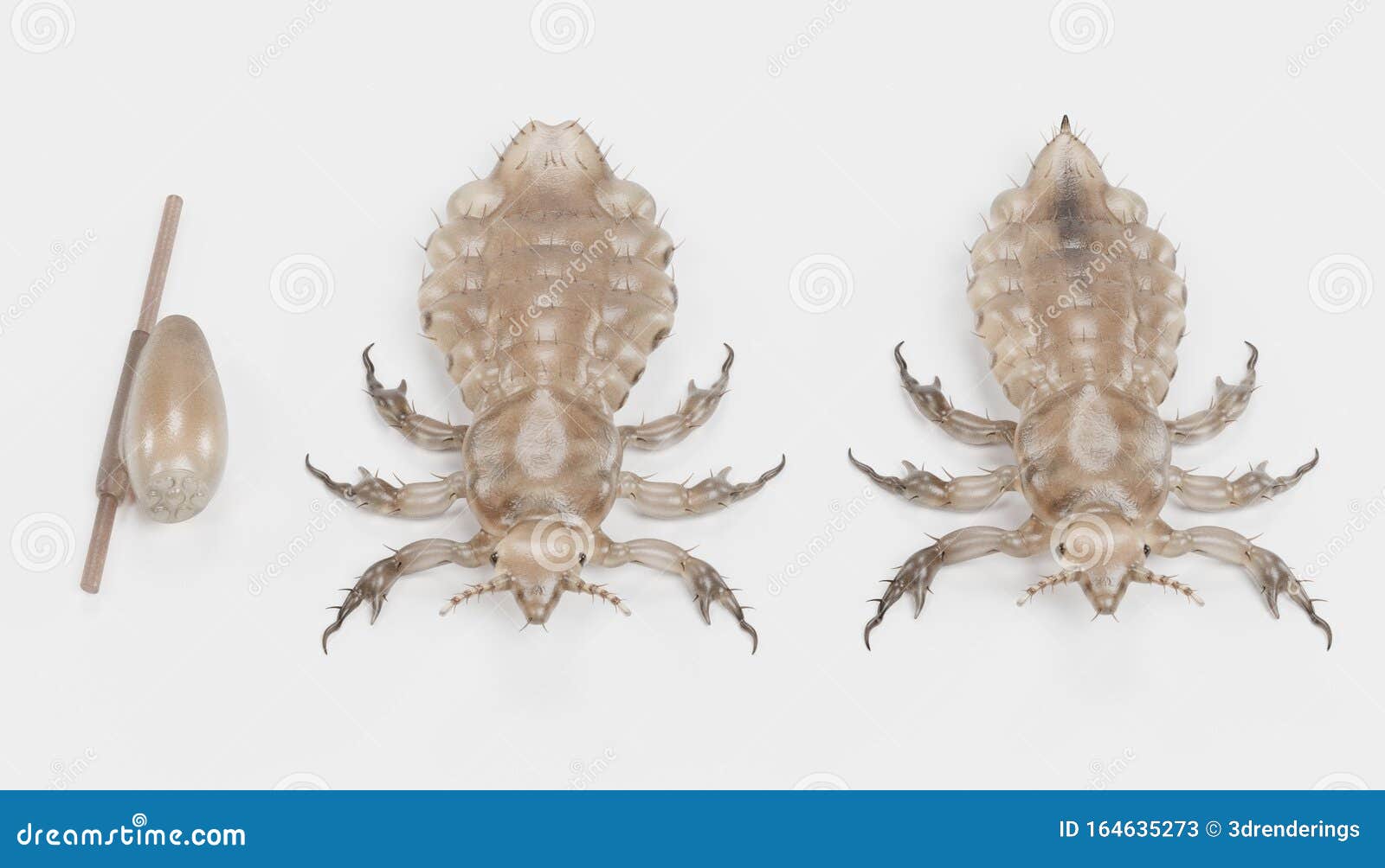 3d Render of Head Lice stock illustration. Illustration of head - 164635273