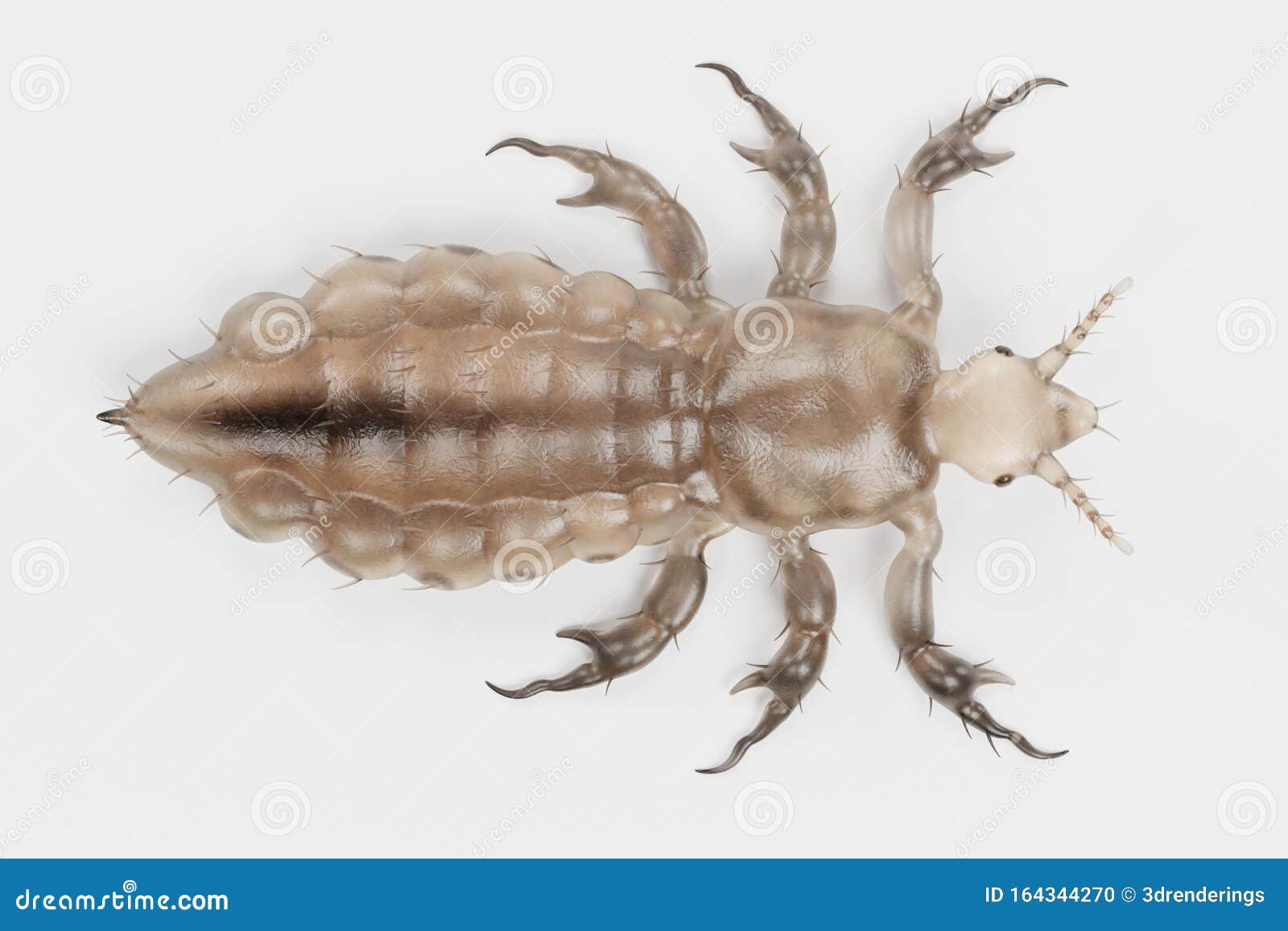 3d Render of Head Louse - Male Stock Illustration - Illustration of ...