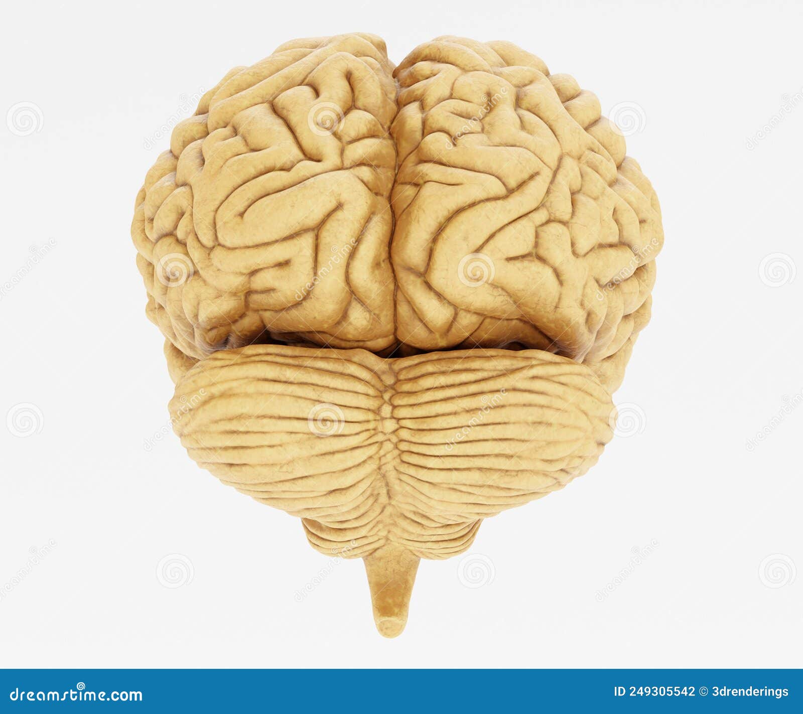 3D Render of Human Brain stock illustration. Illustration of brain ...