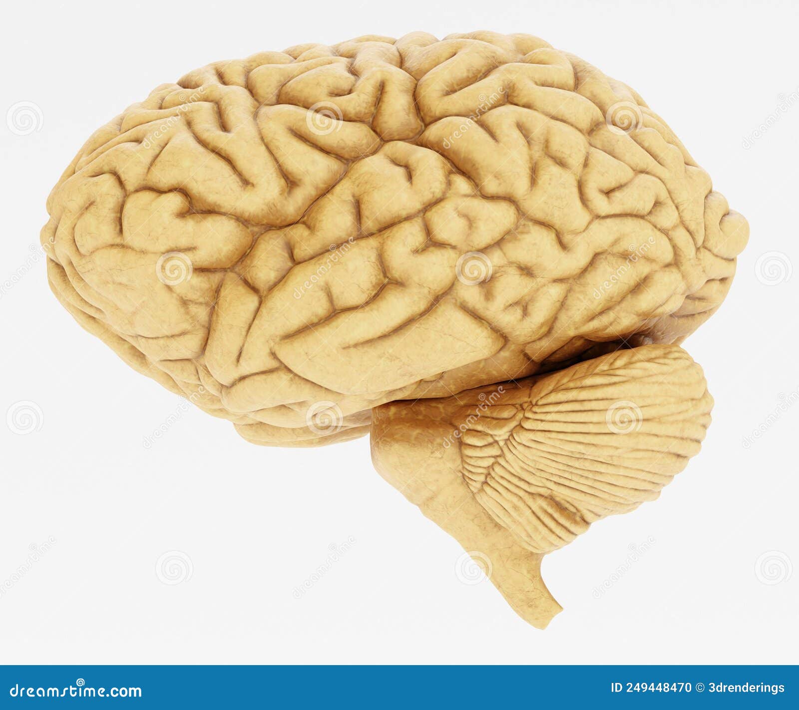 3D Render of Human Brain stock illustration. Illustration of lobe ...
