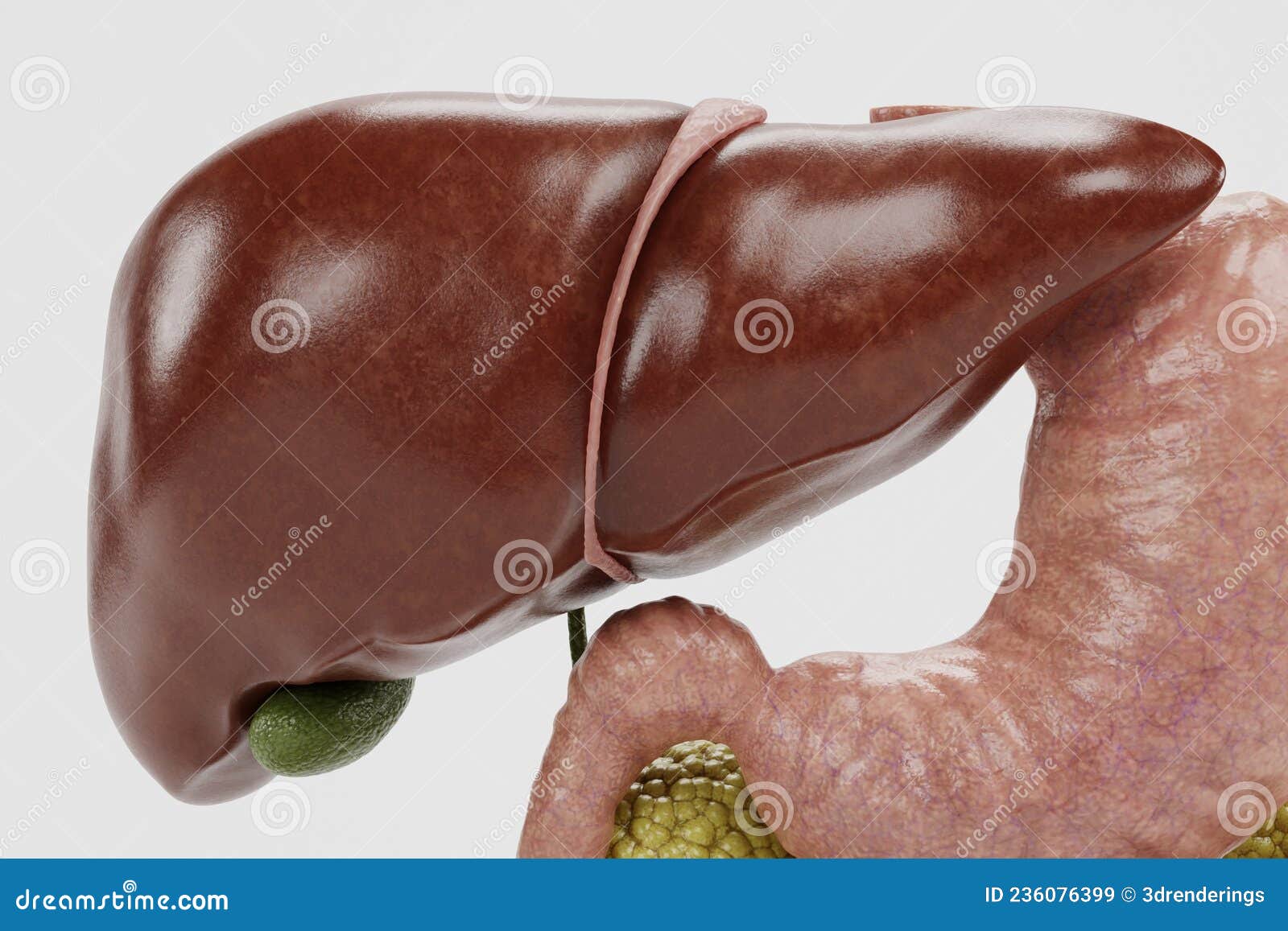 3D Render of Human Digestive System Stock Illustration - Illustration ...